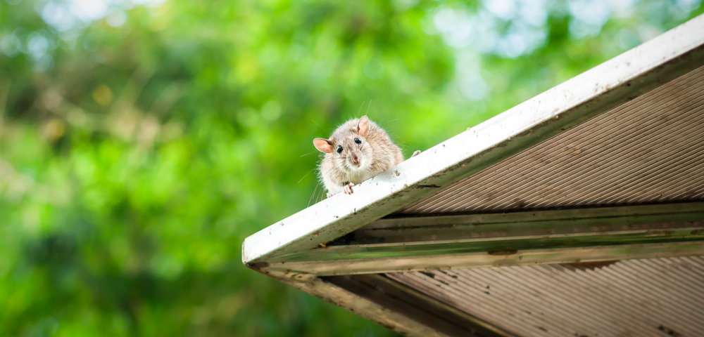 How To Get Rid Of Roof Rats - Crucial Roof Services